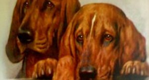 Native Breeds of Ireland - The Irish Kennel Club