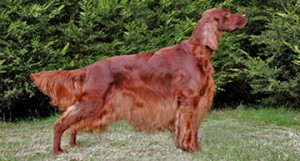Native Breeds of Ireland - The Irish Kennel Club