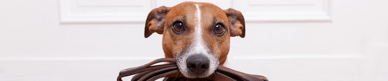 Kennel Names | The Irish Kennel Club