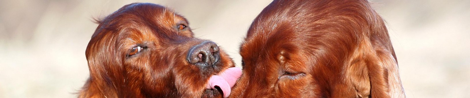 Native Breeds of Ireland - The Irish Kennel Club